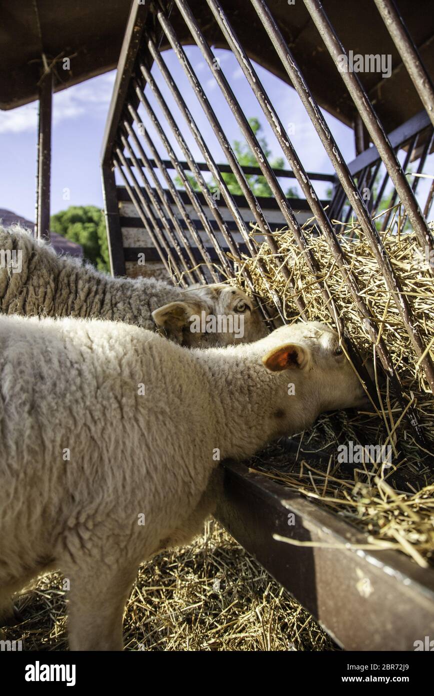 Sheep in barnyard farm animals, nature and captivity, explotacion Stock ...