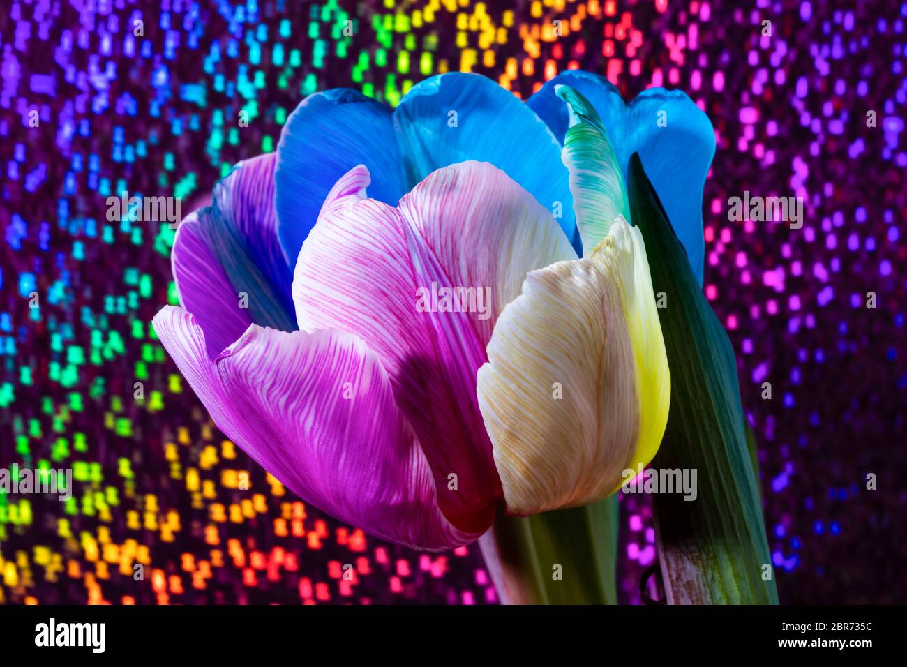 A colorful rainbow tulip Stock Photo - Alamy