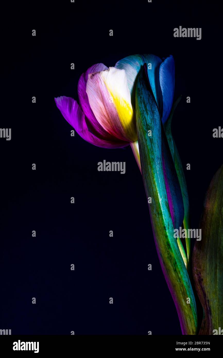 A colorful rainbow tulip Stock Photo - Alamy