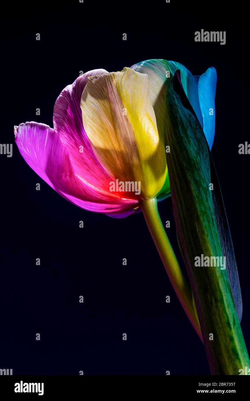 A colorful rainbow tulip Stock Photo - Alamy
