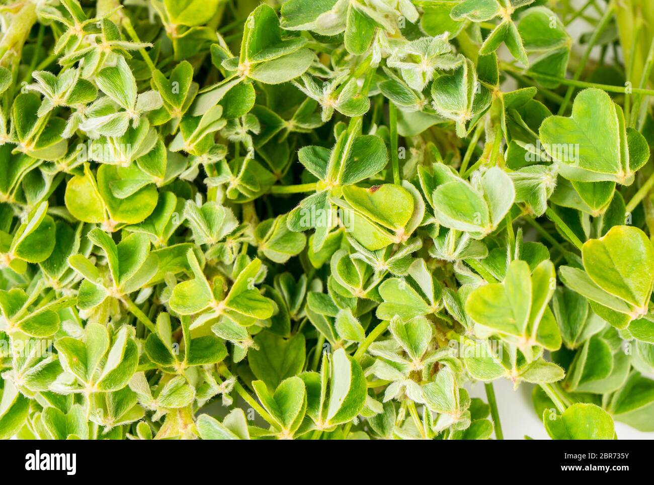 Oca growing hi-res stock photography and images - Alamy