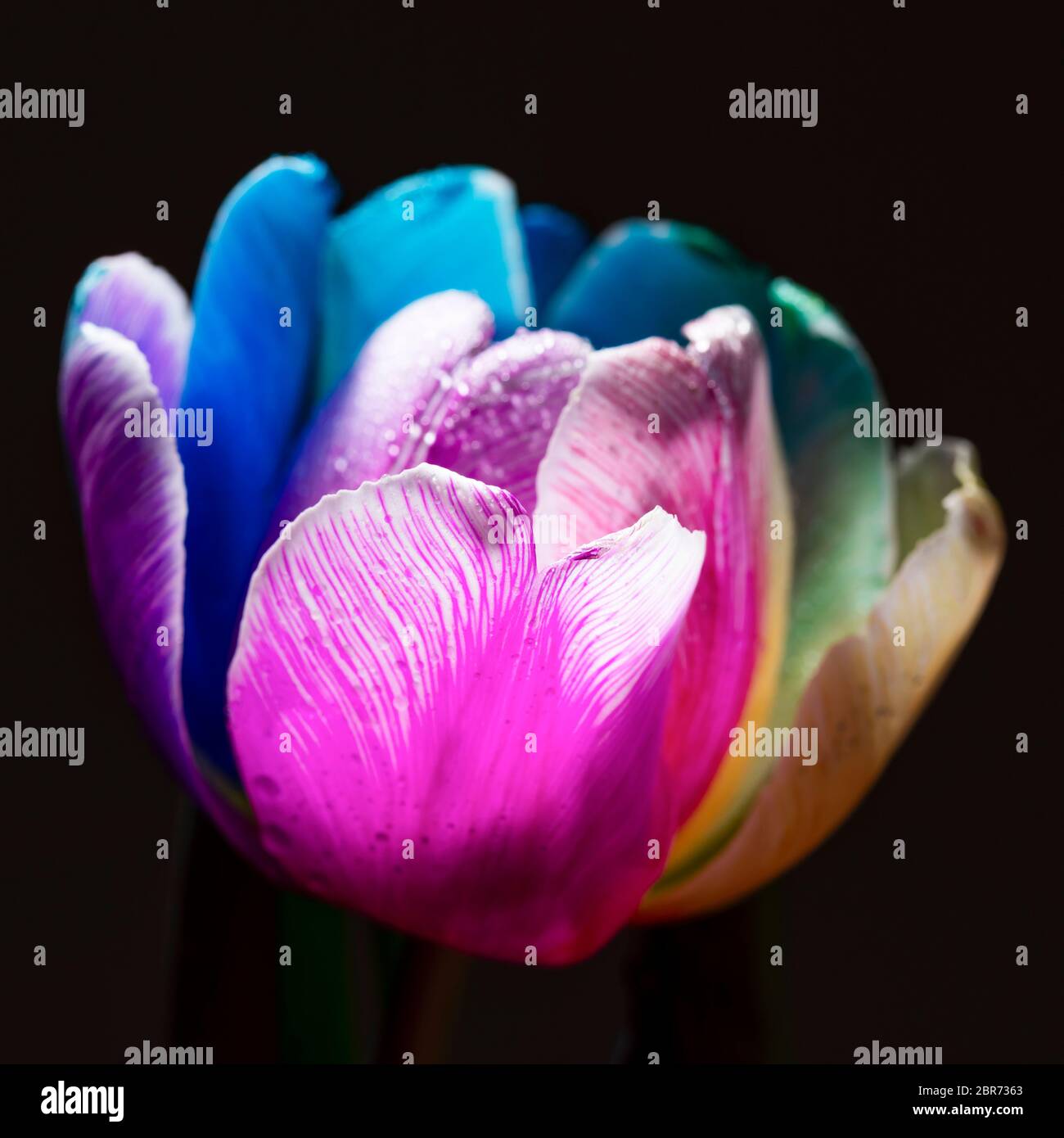 A colorful rainbow tulip Stock Photo - Alamy