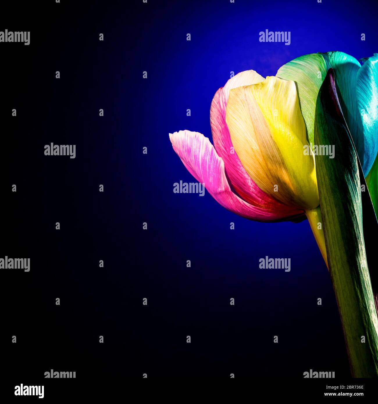 A colorful rainbow tulip Stock Photo - Alamy