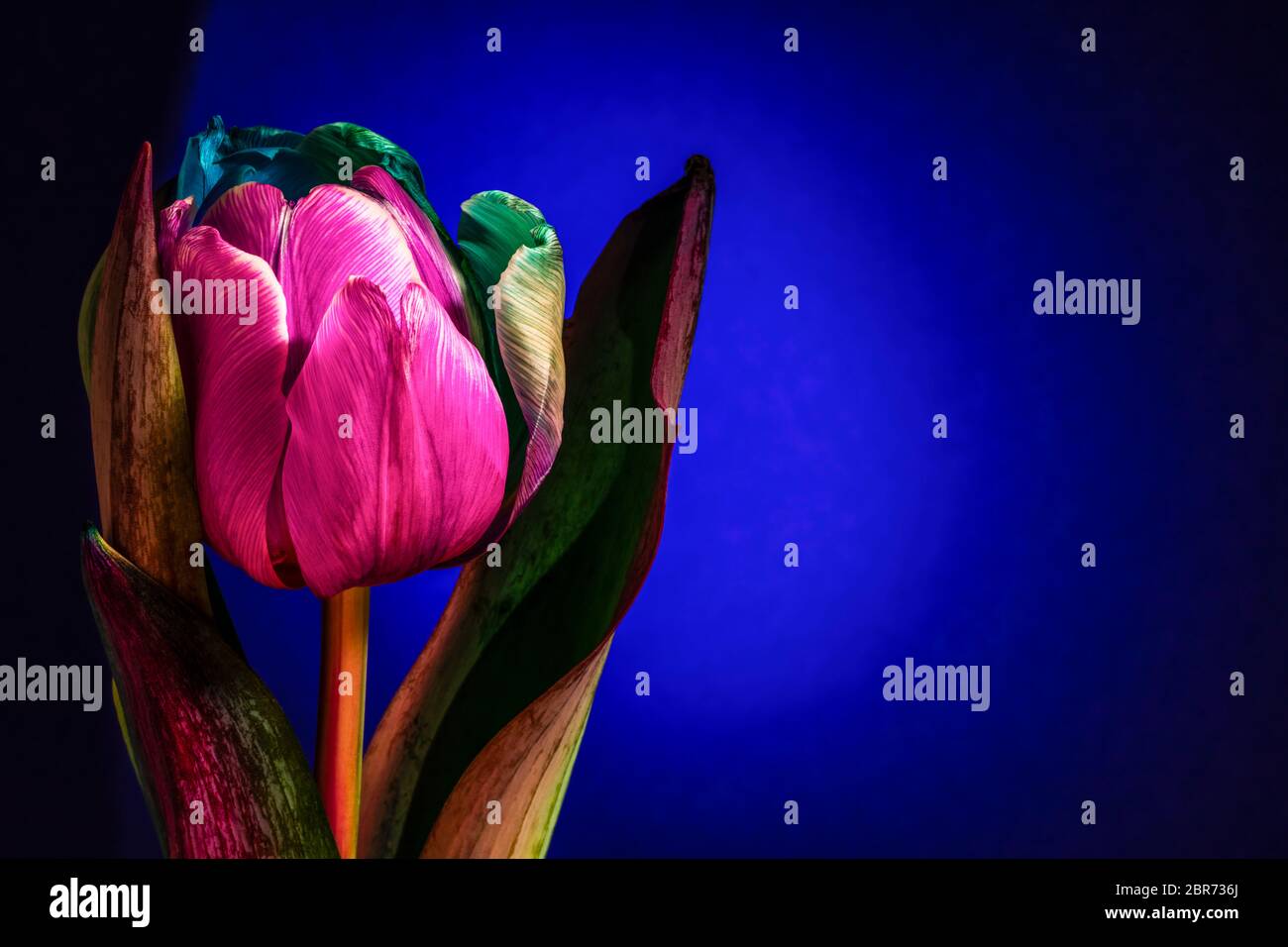 A colorful rainbow tulip Stock Photo - Alamy