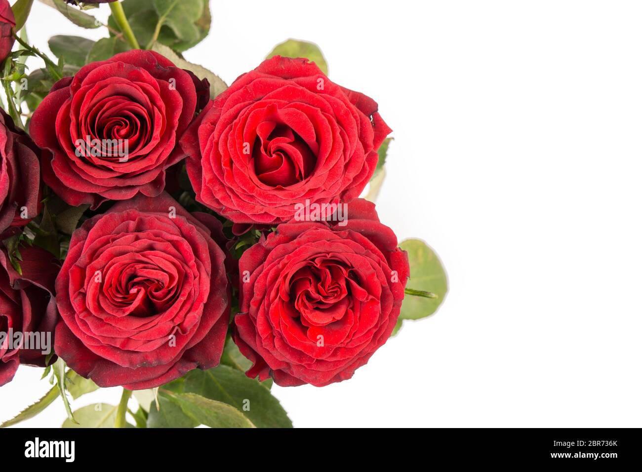 Bunch of beautiful dark red roses isolated on white background Stock ...
