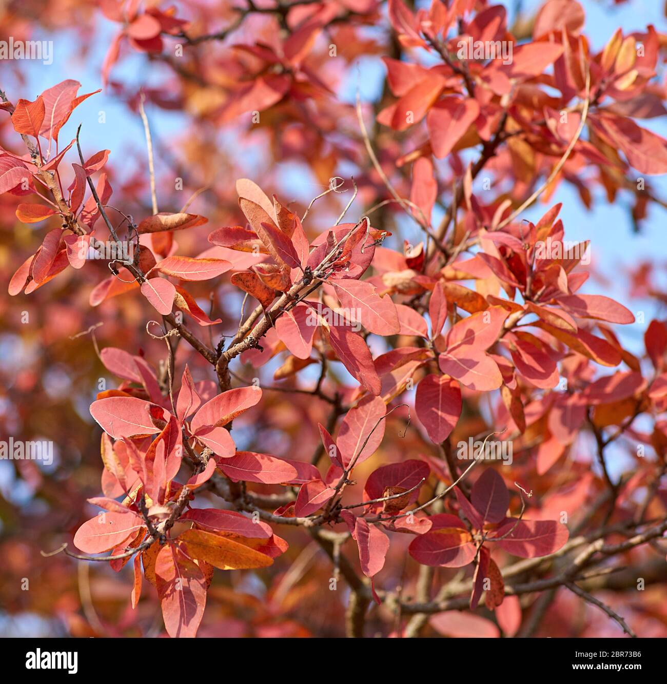 yellow and red leaves of Cotinus coggygria , close up Stock Photo - Alamy