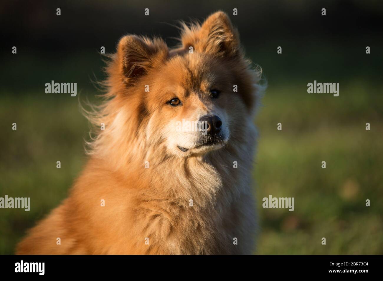 Eurasian dog hi-res stock photography and images - Alamy