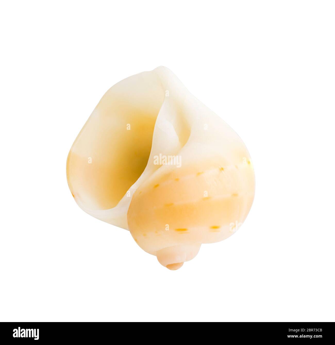 Close-up Marine sea shell isolated on white background, clipping path ...