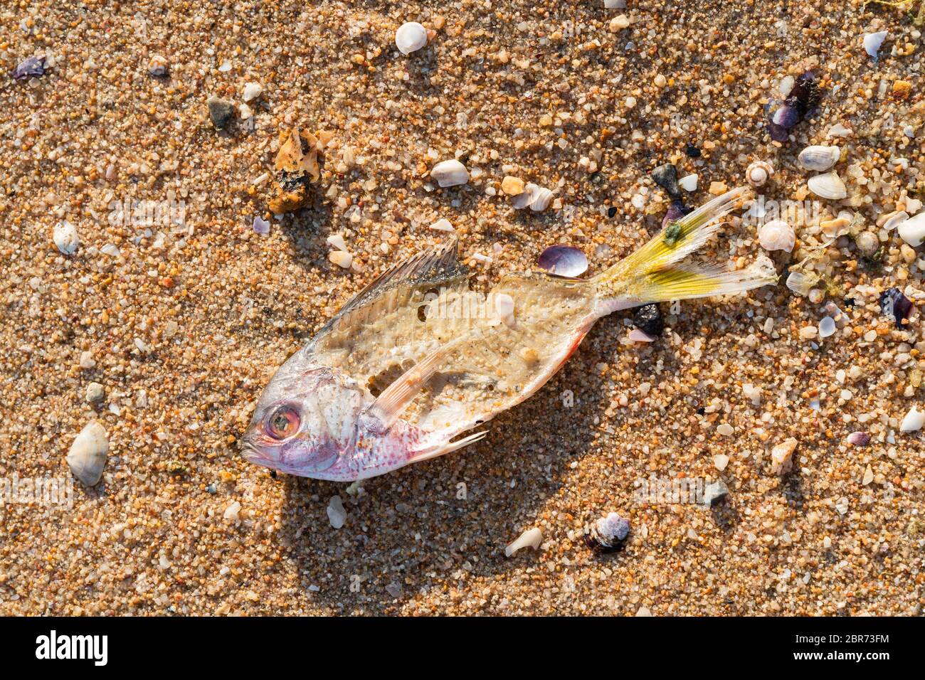 Skeleton of a dead fish on the beach hi-res stock photography and ...