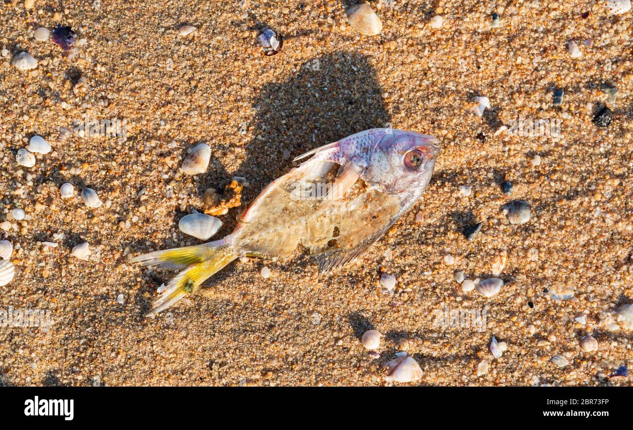 Skeleton of a dead fish on the beach hi-res stock photography and ...
