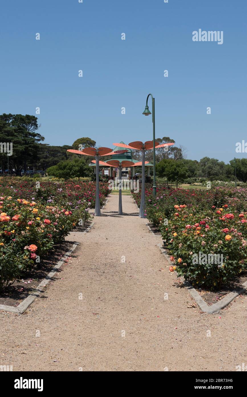 Mornington botanical rose gardens hi-res stock photography and images ...