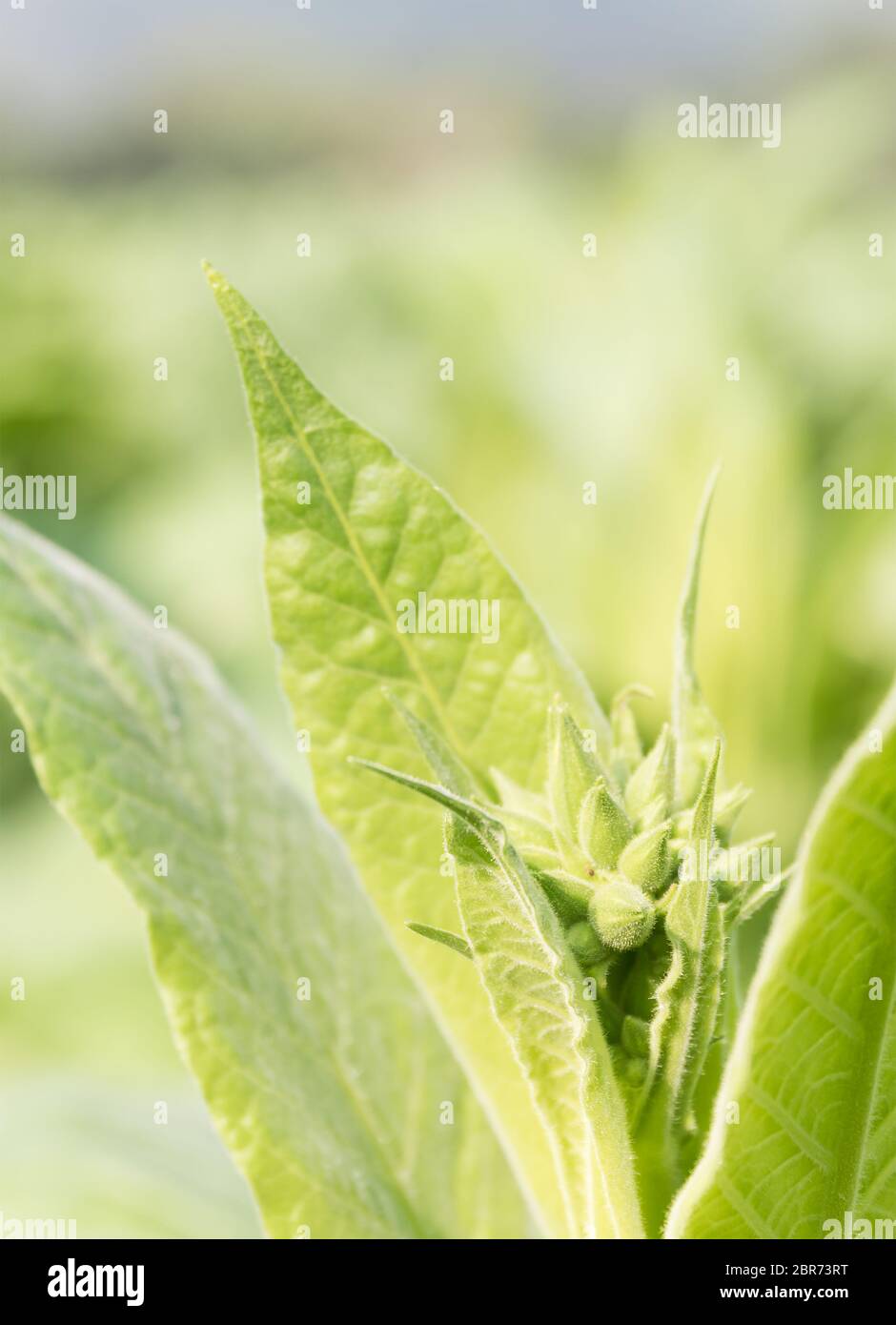 Close up Common tobacco, the Nicotiana tabacum is an annually-growing ...