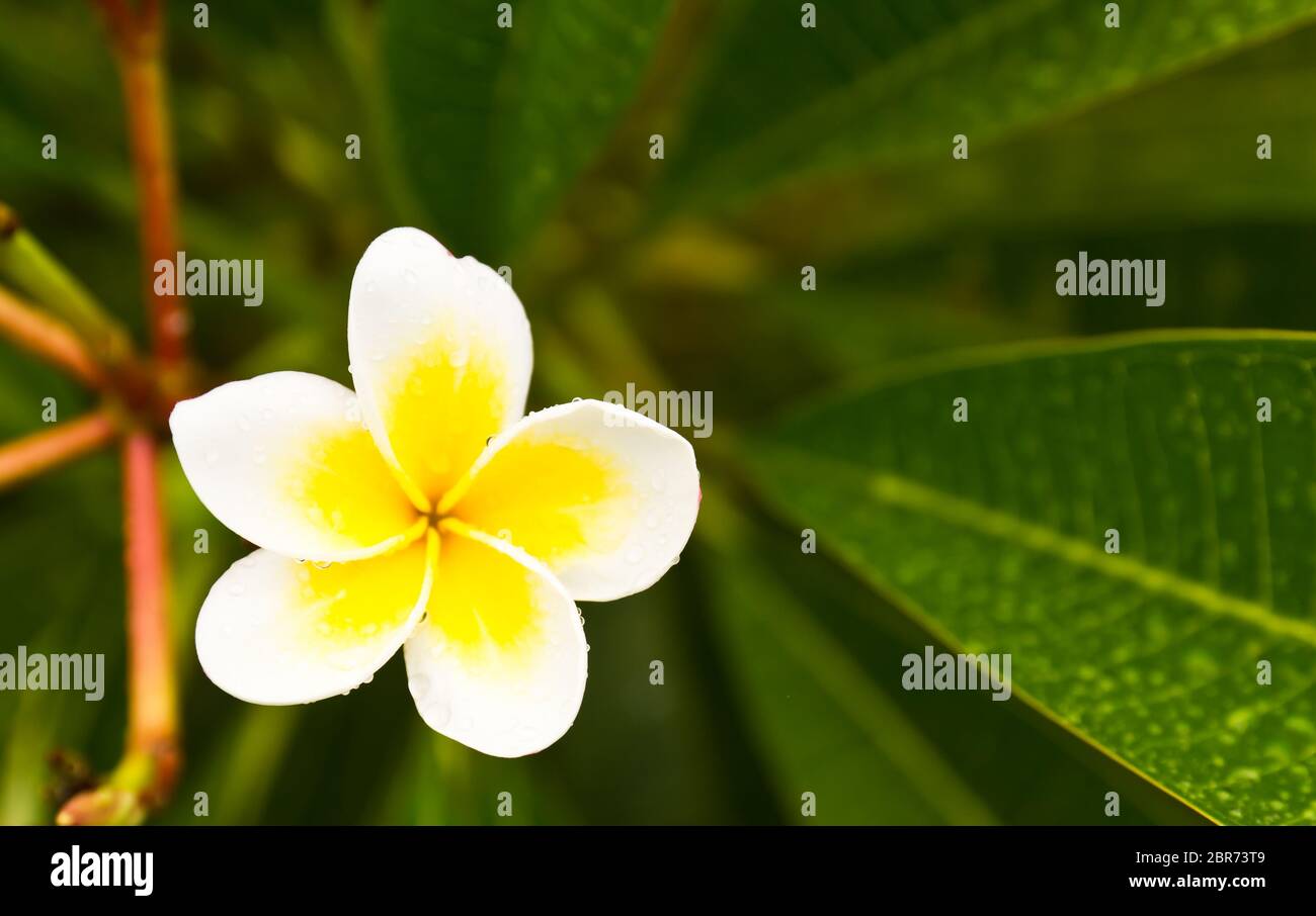 Lan Thom White flowers blooming on trees Stock Photo - Alamy