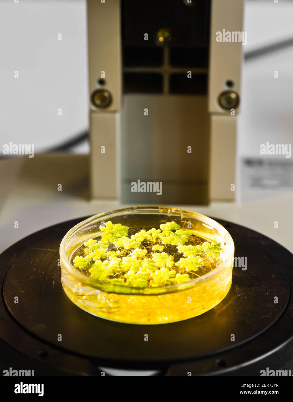 Laboratory small test tray with plant on it Stock Photo - Alamy
