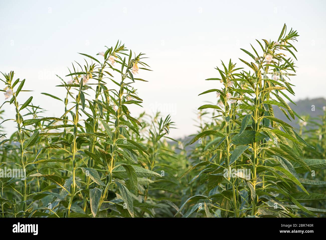 Farmland in the growth of sesame on tree in sesame plants Stock Photo ...
