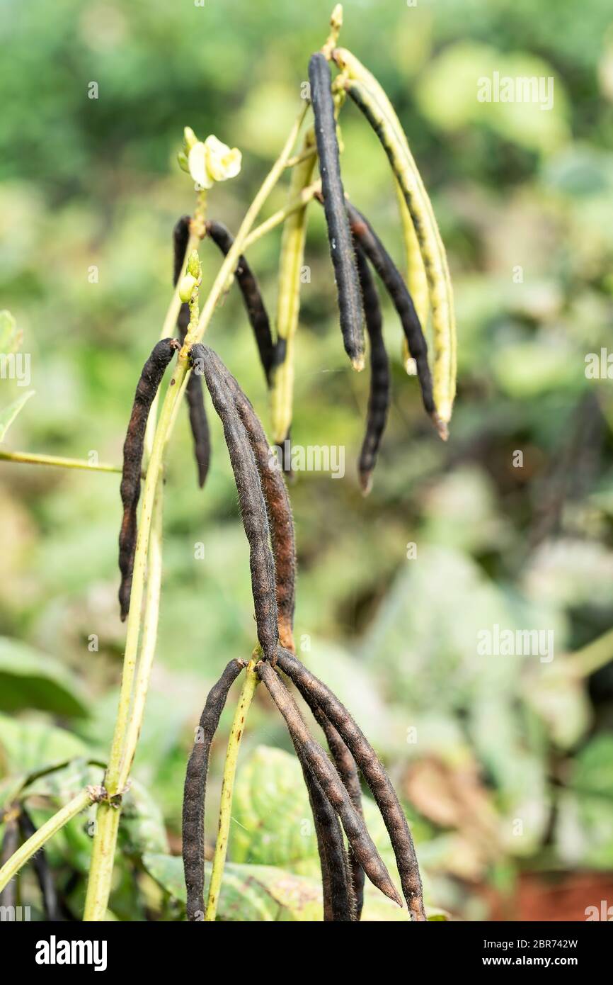 Green Mung bean crop close up in agriculture field ,Mung bean green ...