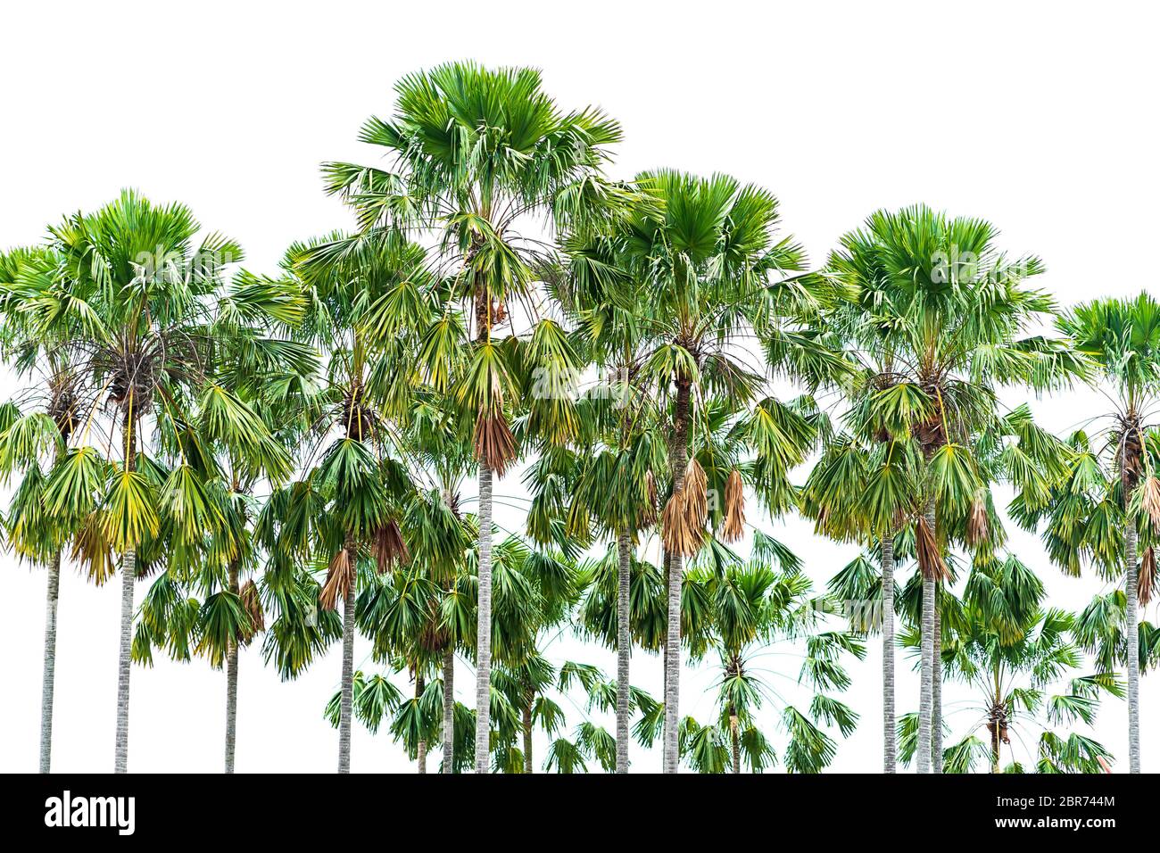 Group of Palm trees isolated on white background Stock Photo - Alamy