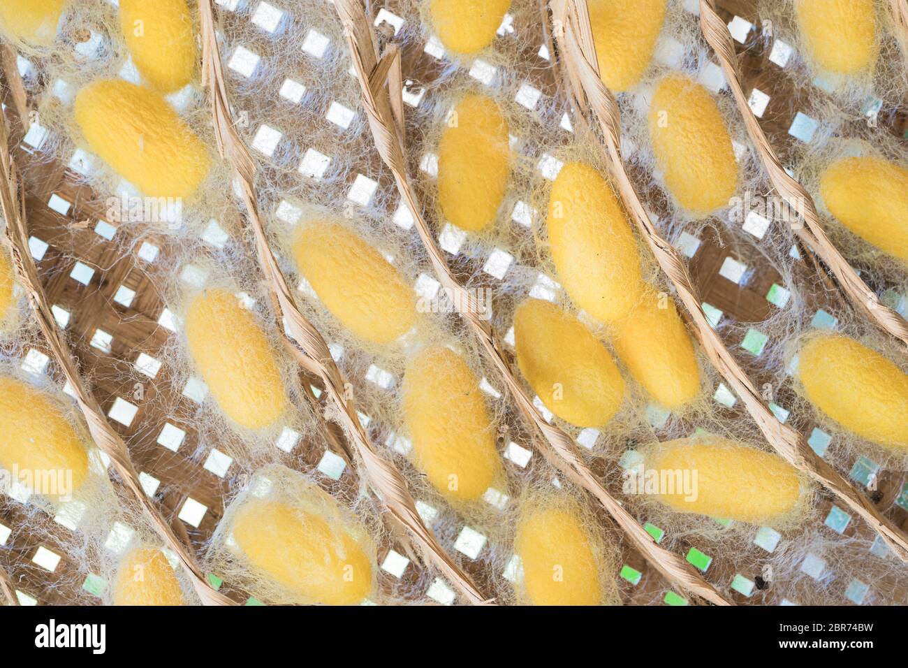 Pupa or Silk worm cocoon the commercially bred caterpillar of the ...