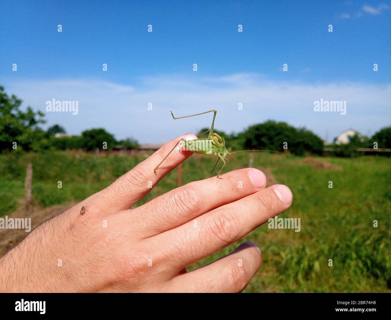Grasshopper isofia on the mans hand. Isophage insect Stock Photo - Alamy