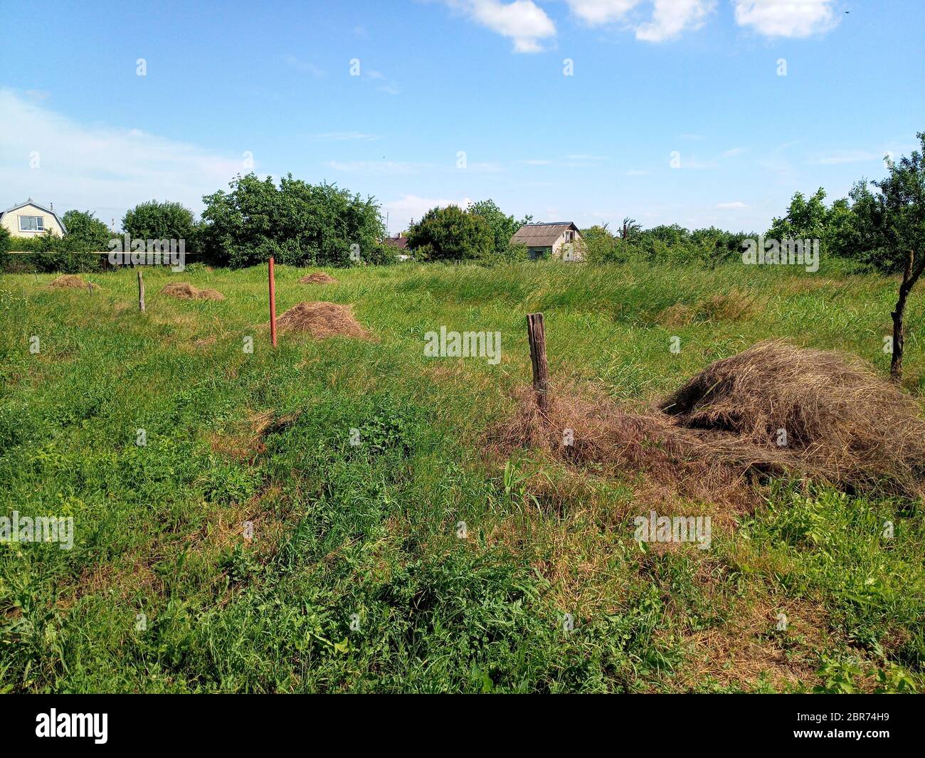 Haystacks on the plot with grass. Haystacks on the plot Stock Photo - Alamy