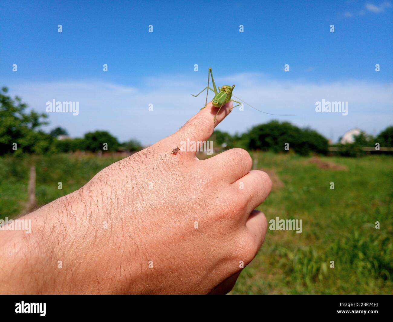 Grasshopper isofia on the mans hand. Isophage insect Stock Photo - Alamy