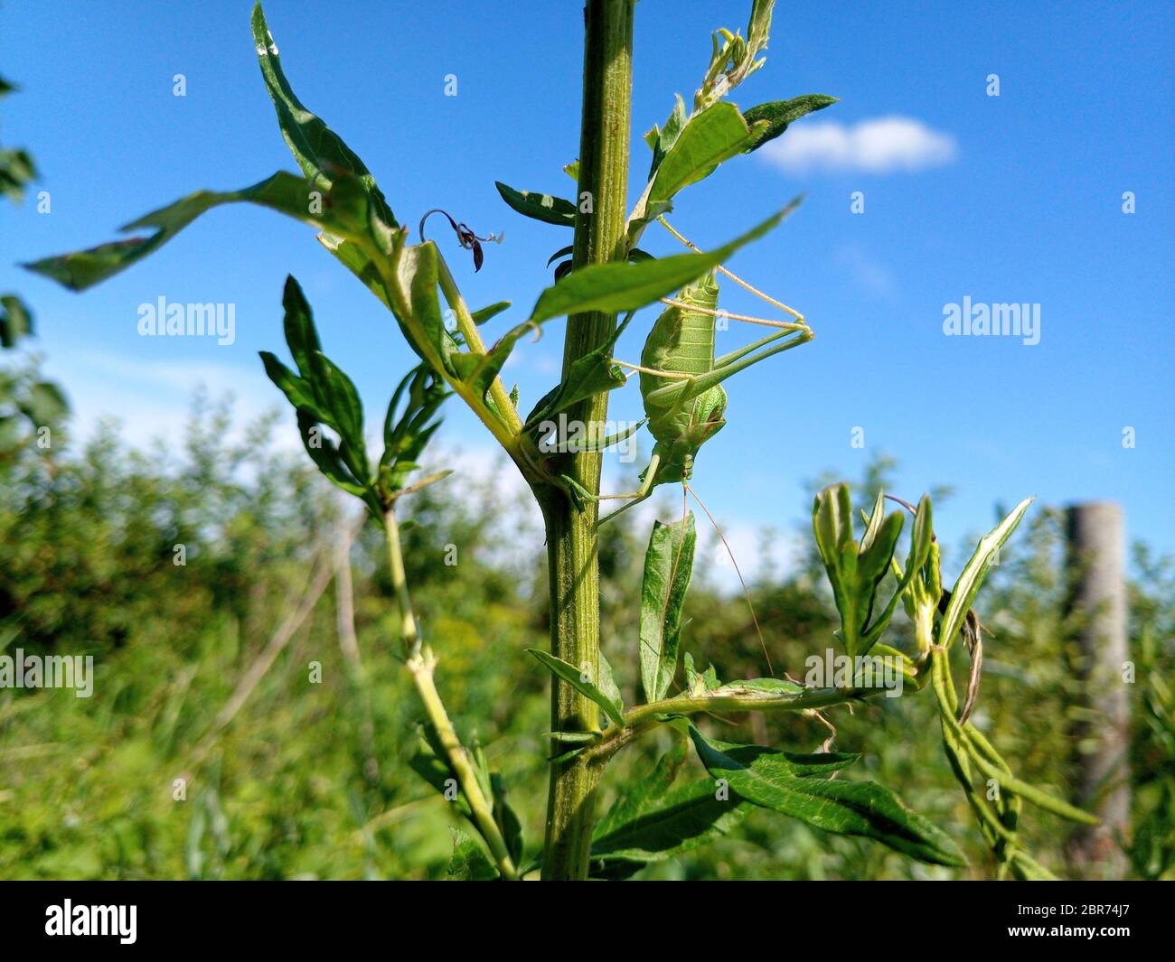 Isofia grasshopper on the stem of a plant. Isophage insect Stock Photo ...
