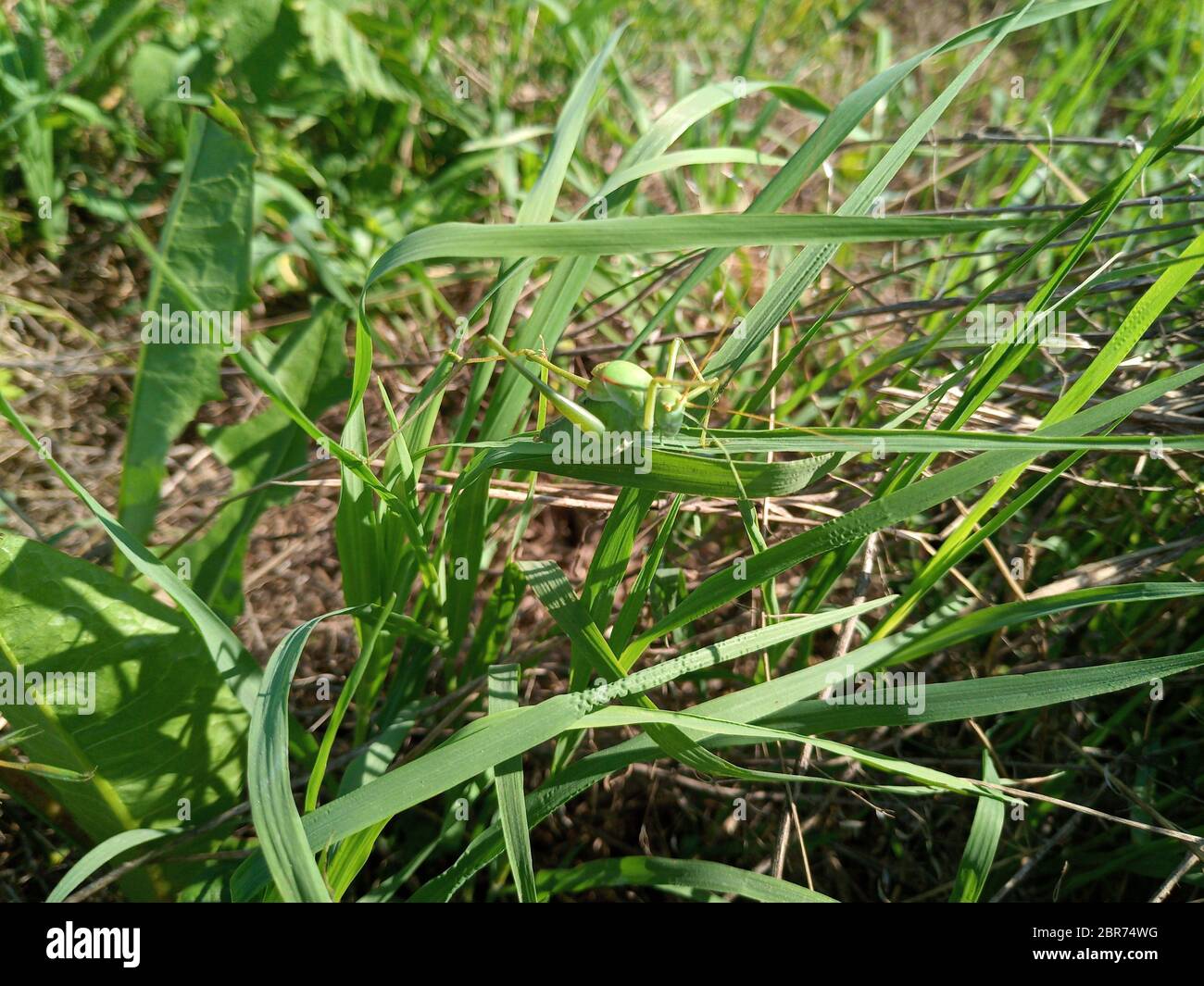 Isofia grasshopper on the stem of a plant. Isophage insect Stock Photo ...
