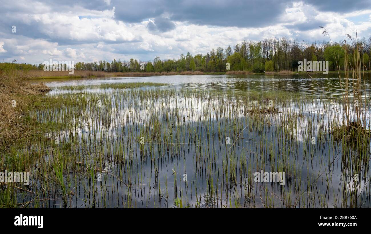 Panoramic spring view of the Borki lake on the border between Sosnowiec ...