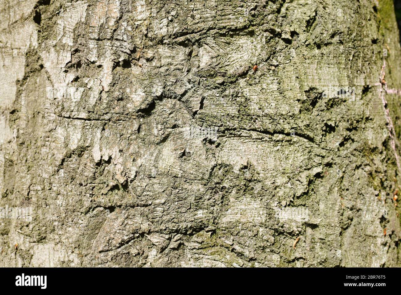 gray tree bark with, wood texture, background image Stock Photo - Alamy