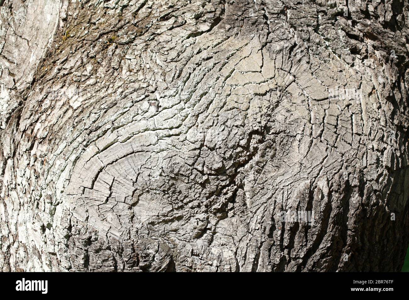 gray tree bark with, wood texture, background image Stock Photo - Alamy