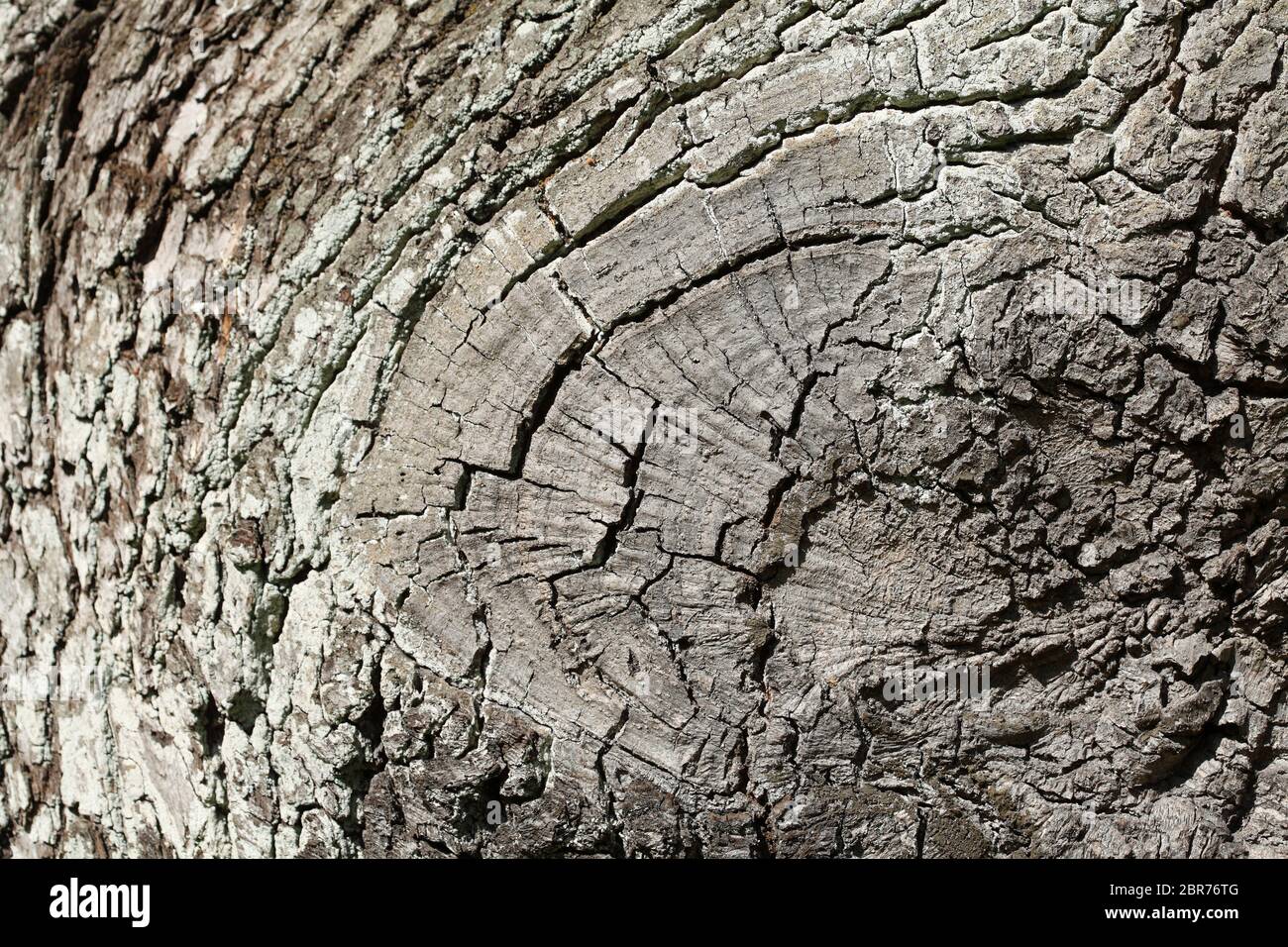 gray tree bark with, wood texture, background image Stock Photo - Alamy