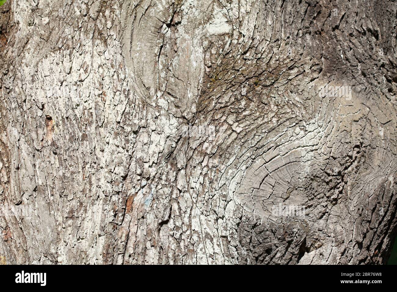 gray tree bark with, wood texture, background image Stock Photo - Alamy
