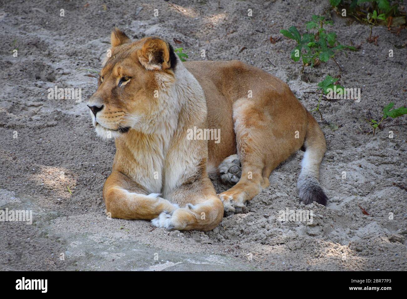 Full length portrait of one lioness resting on ground, high angle front ...