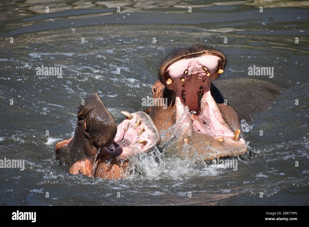 Hippo mating hi-res stock photography and images - Alamy