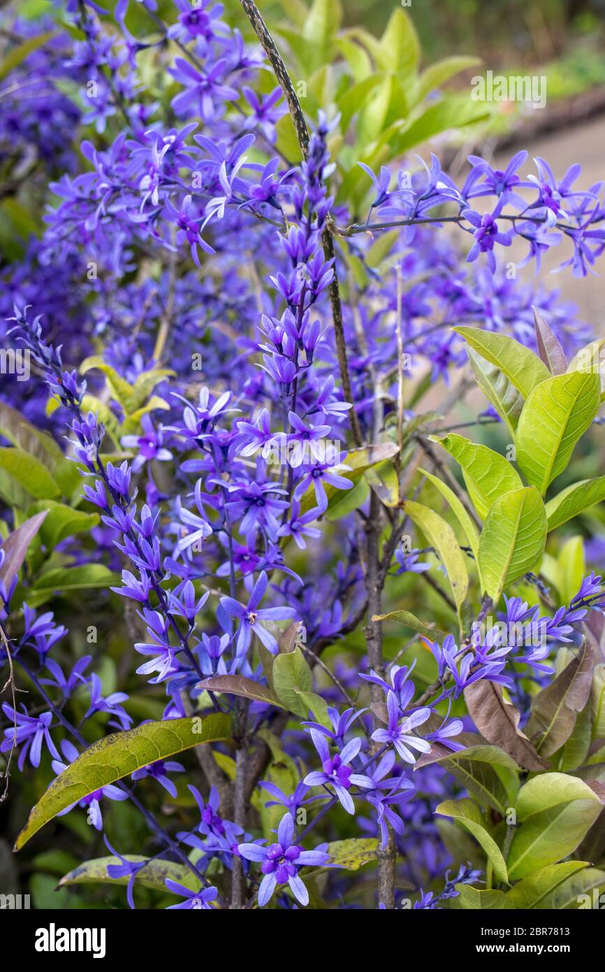 Petrea volubilis with purple decorative flowers in garden Stock Photo ...