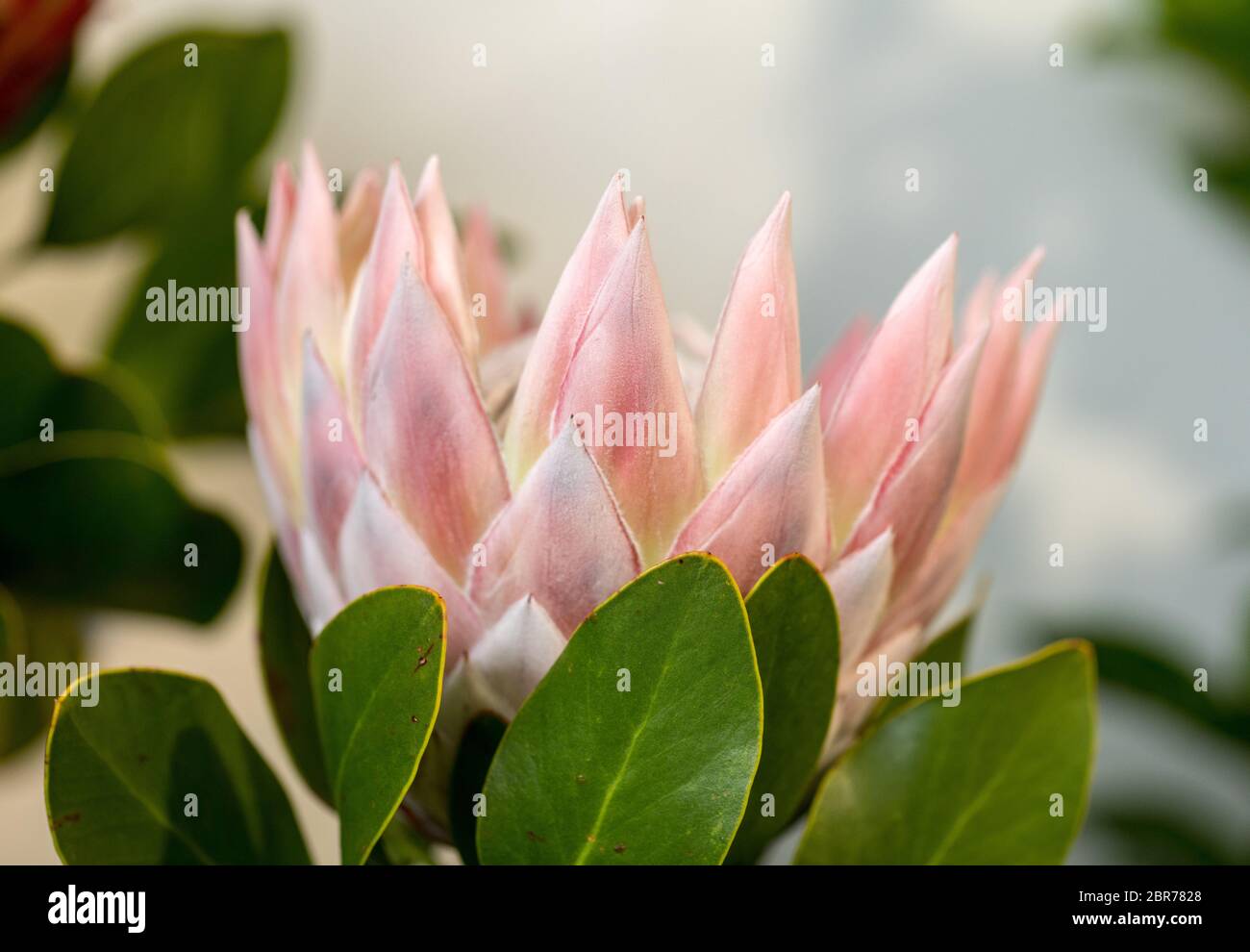 King protea or protea cynaroides the national flower of South Africa ...