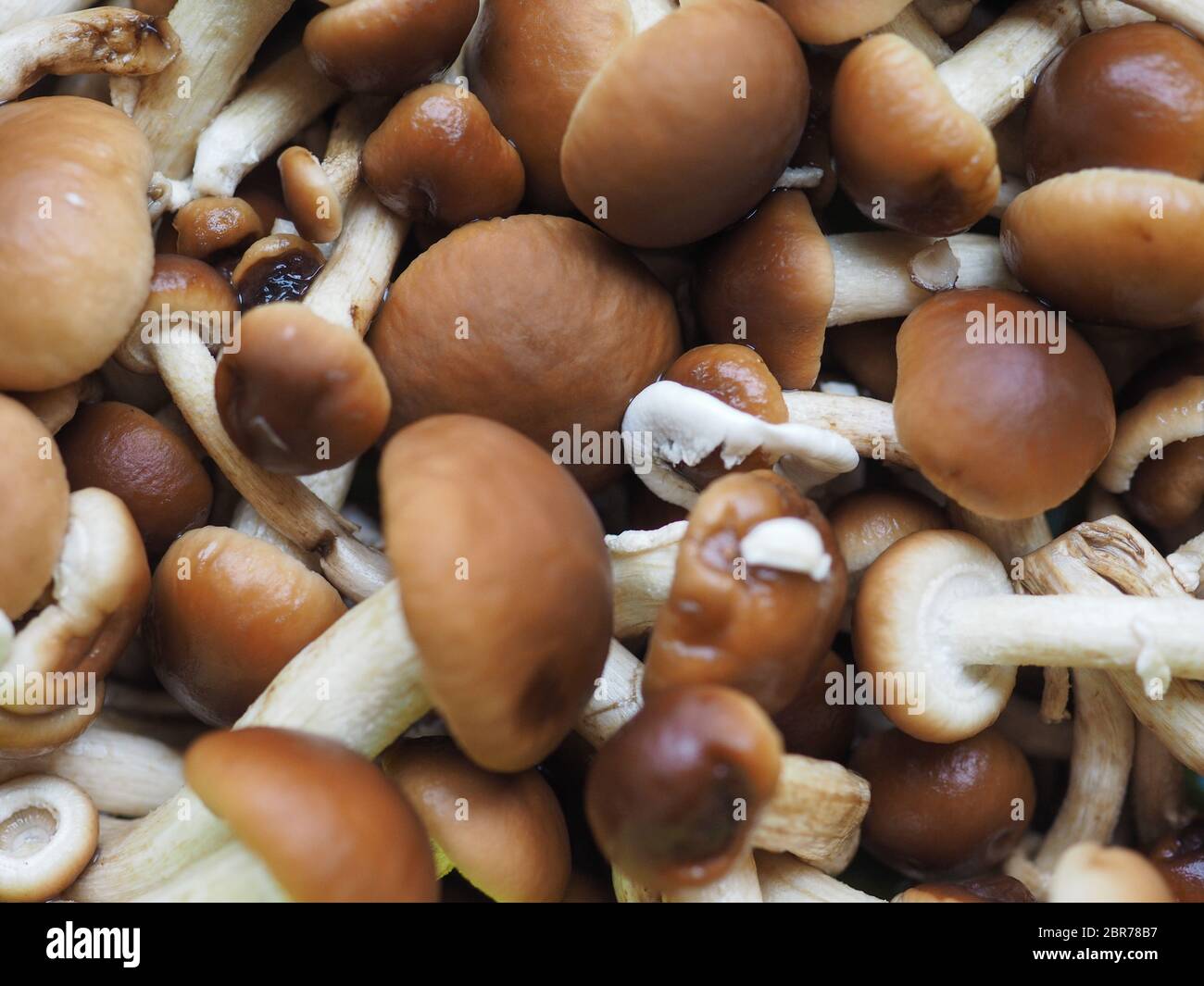 cyclocybe aegerita (aka poplar mushroom, chestnut mushroom or velvet ...
