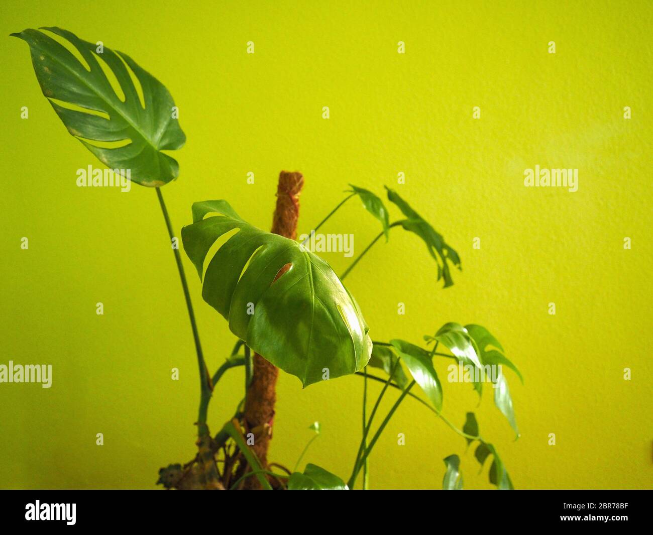 ceriman (Monstera deliciosa) aka fruit salad plant Stock Photo - Alamy