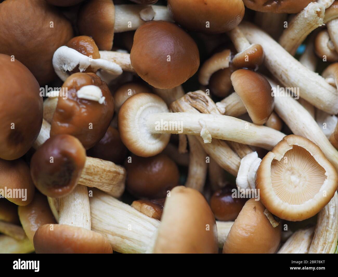 cyclocybe aegerita (aka poplar mushroom, chestnut mushroom or velvet ...