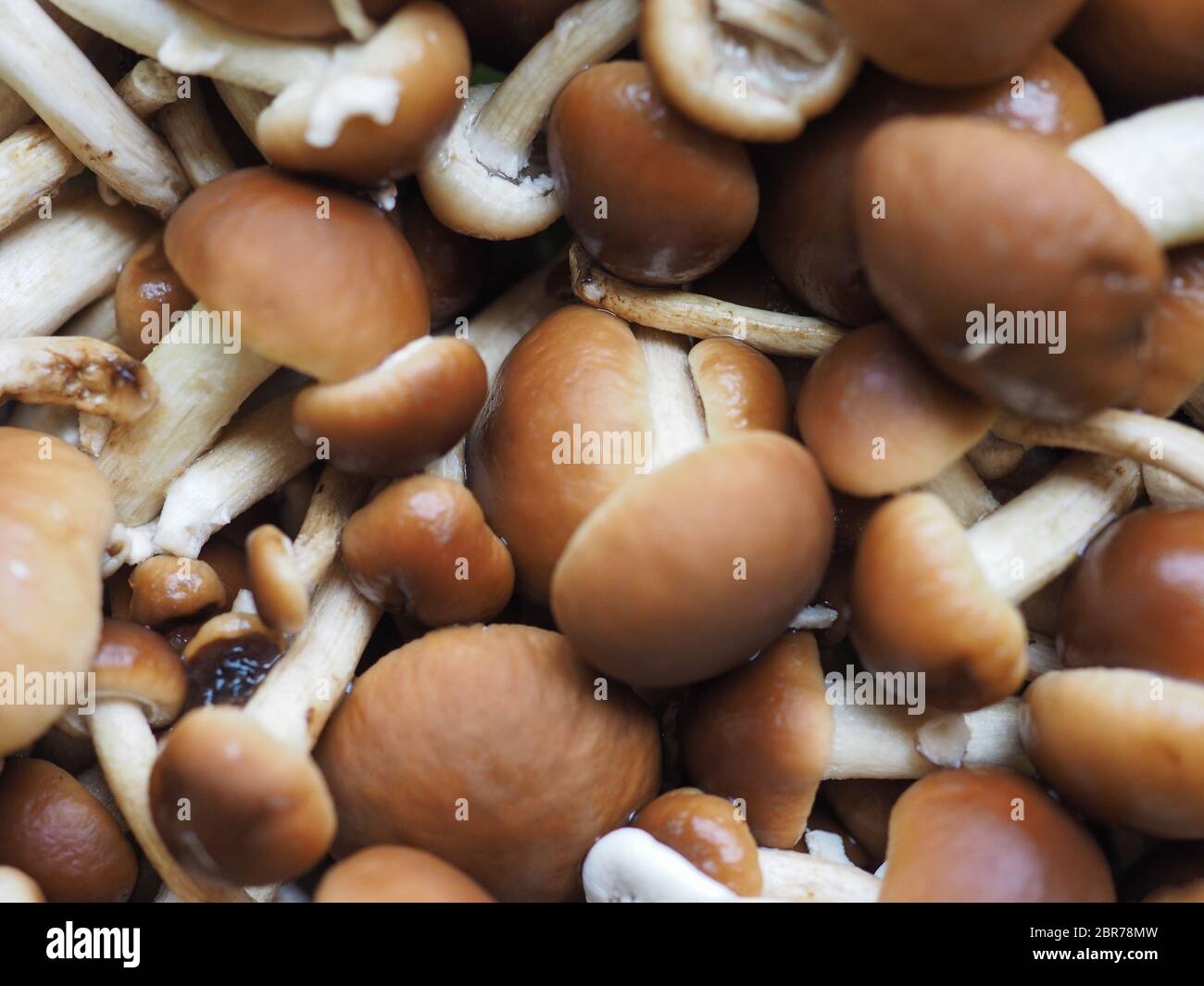 cyclocybe aegerita (aka poplar mushroom, chestnut mushroom or velvet ...