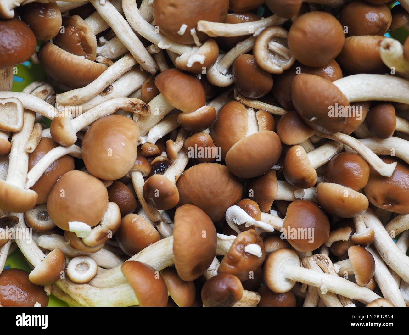 cyclocybe aegerita (aka poplar mushroom, chestnut mushroom or velvet ...