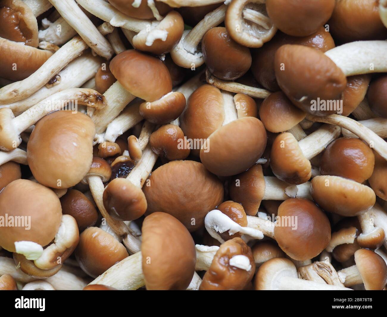 cyclocybe aegerita (aka poplar mushroom, chestnut mushroom or velvet ...