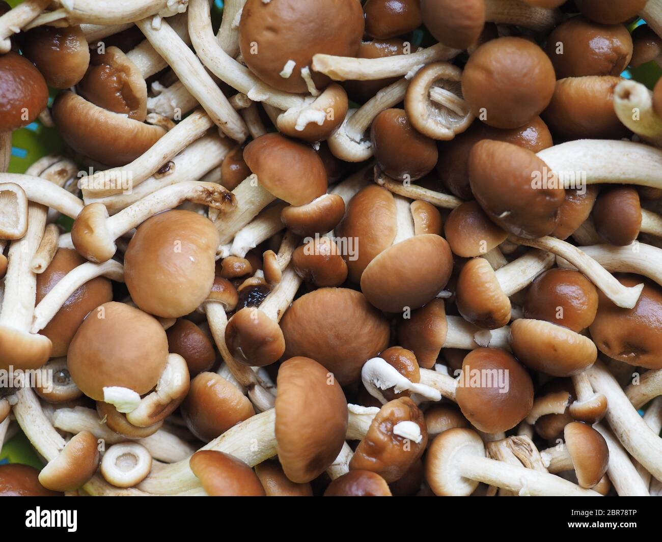 cyclocybe aegerita (aka poplar mushroom, chestnut mushroom or velvet ...