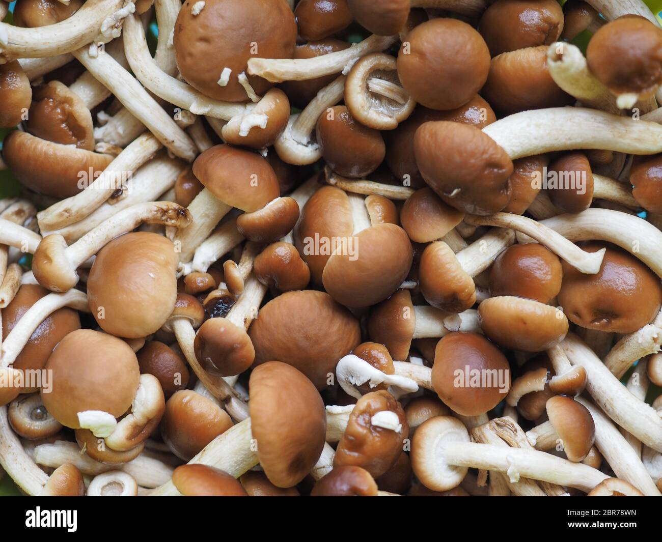 cyclocybe aegerita (aka poplar mushroom, chestnut mushroom or velvet ...