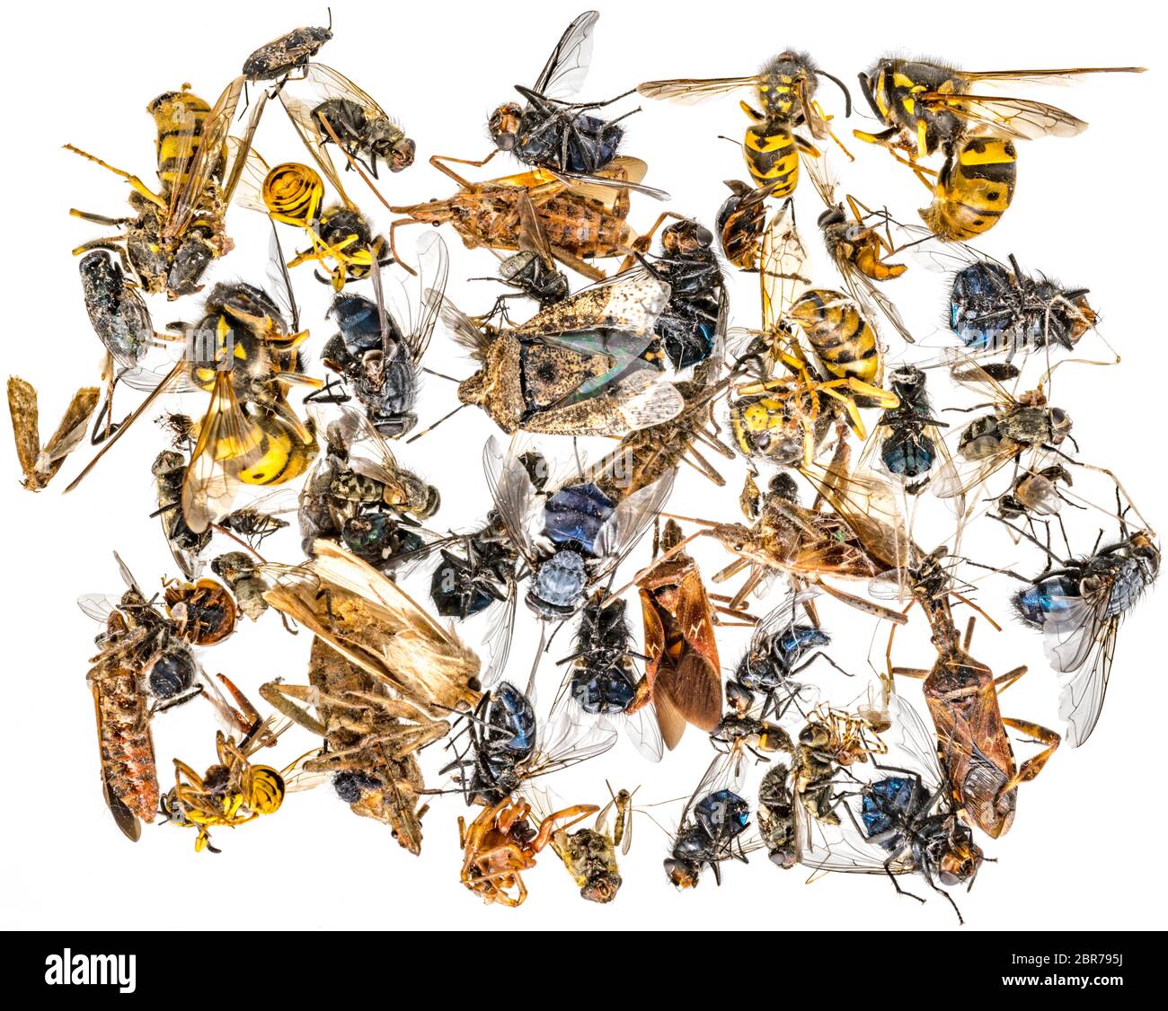 Many different colorful dead insects are in one pile. Isolated on white ...
