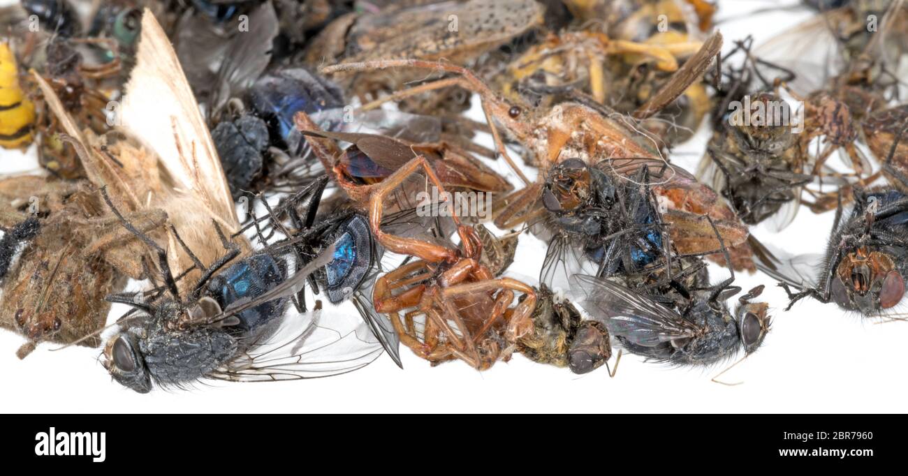 Many different colorful dead insects are in one pile. Isolated on white ...