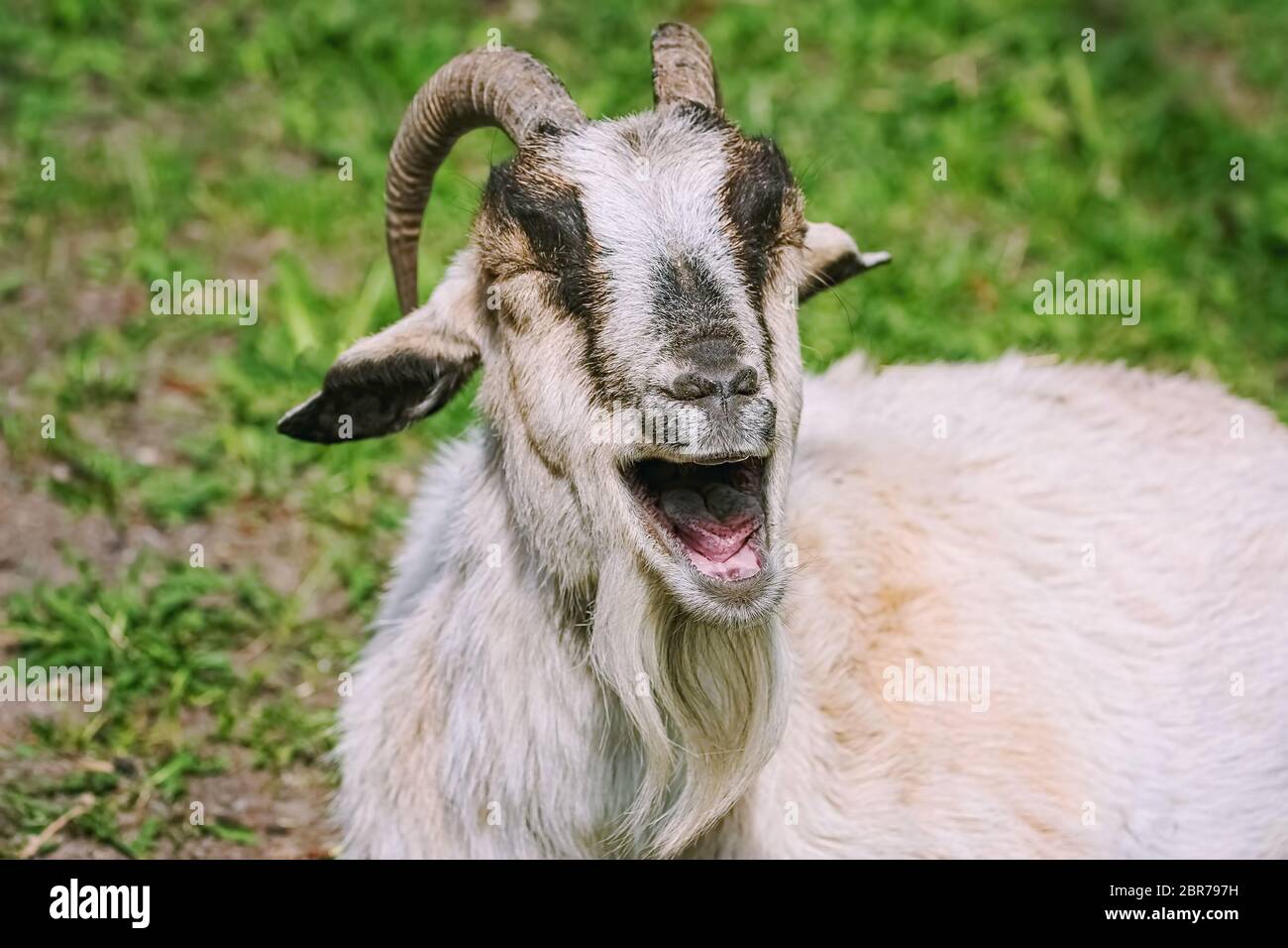Laughing goat hi-res stock photography and images - Alamy