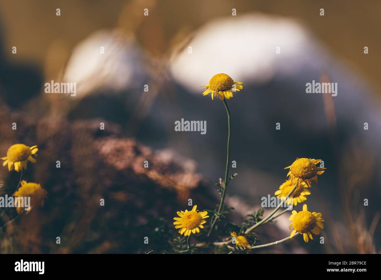 Wild yellow daisy flowers on the cliff Stock Photo - Alamy
