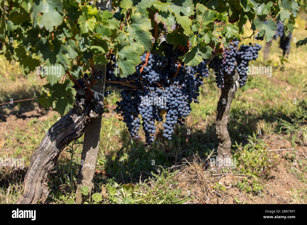 Red wine grapes ready to harvest and wine production. Saint Emilion ...