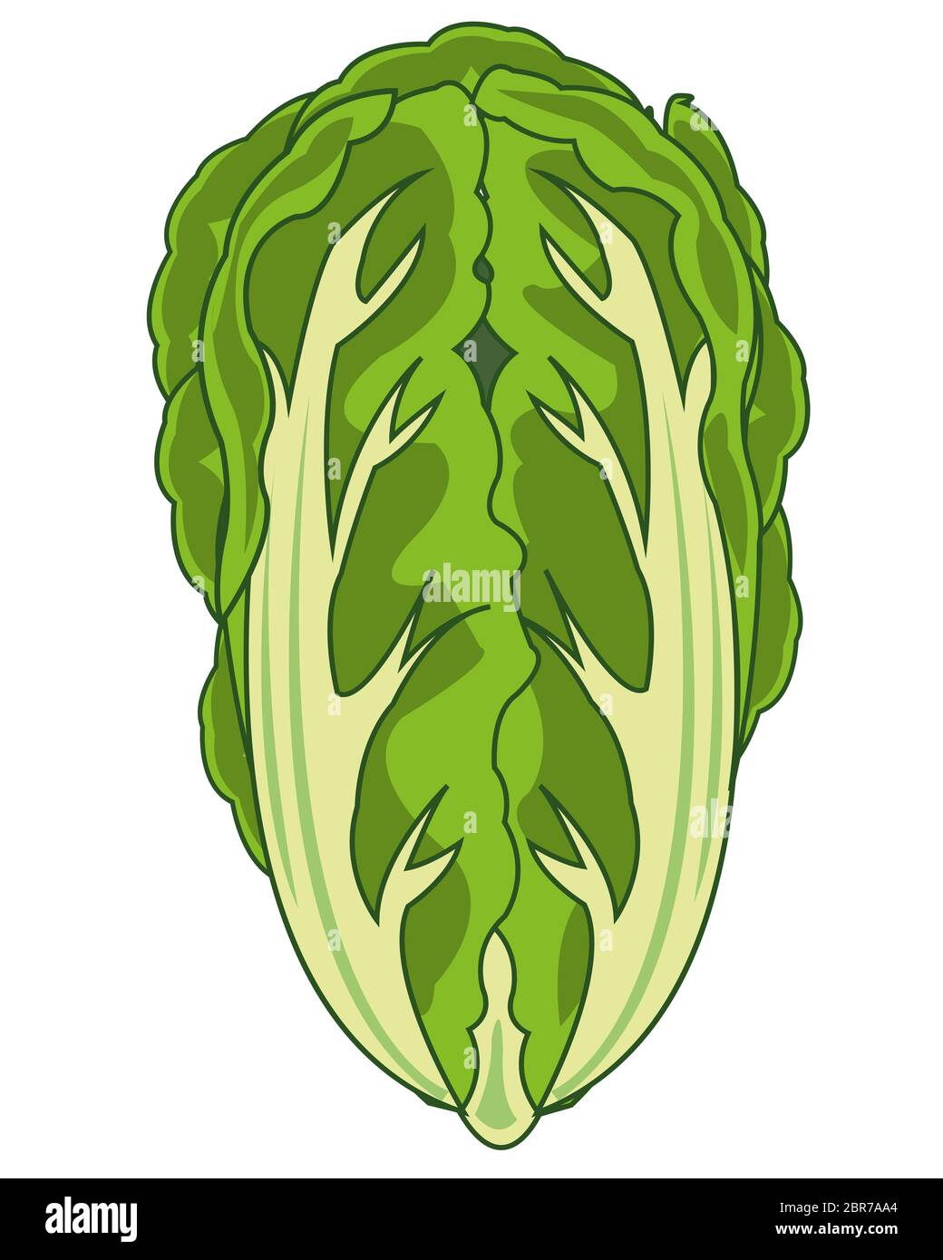 Cabbage of the sort peking on white background is insulated Stock Photo ...